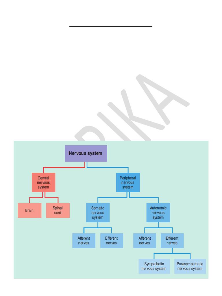 Nervous System (Module III) | PDF