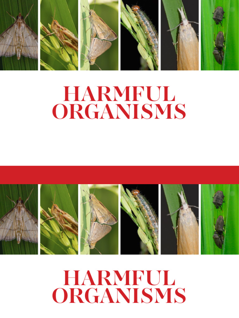 Harmful Organisms in Philippine Rice Fields Flash Cards | PDF | Pest ...