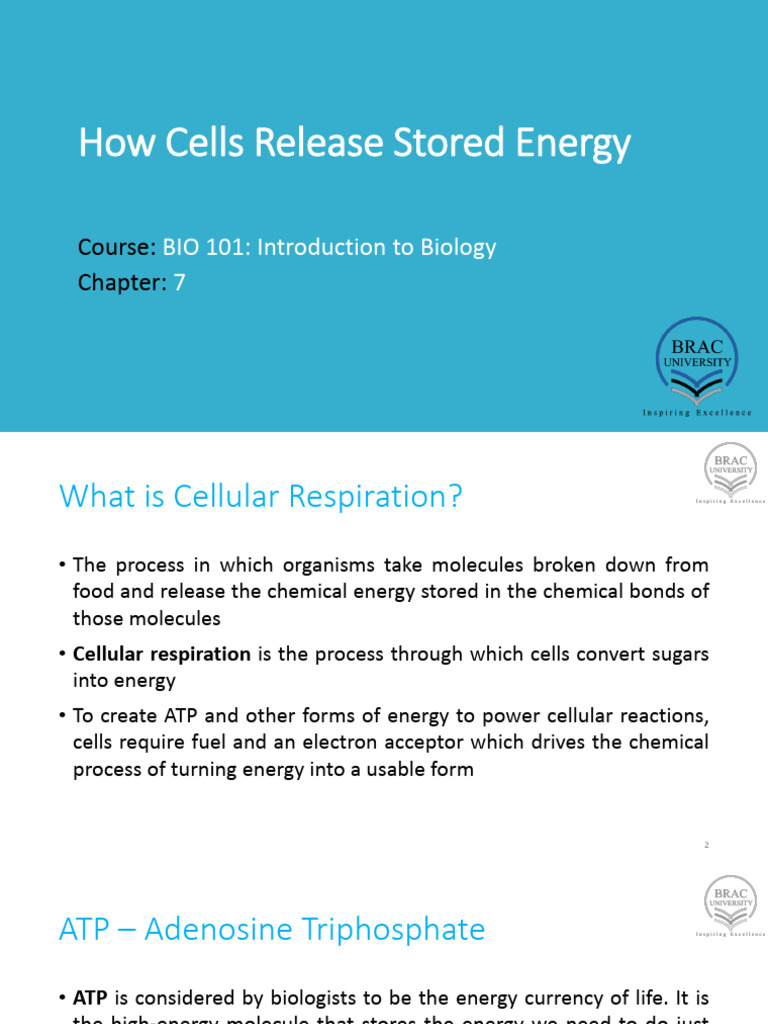 BIO101 - L7 Respiration | PDF