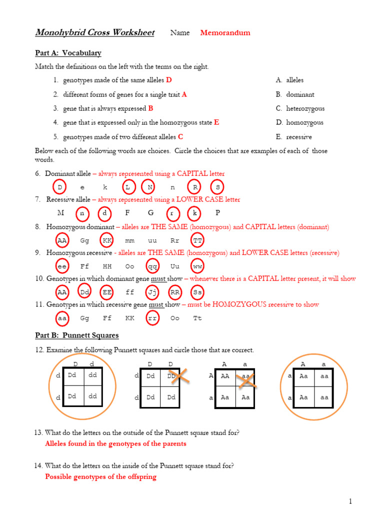 gr12 monohybrid_cross_worksheet memo.docx | PDF