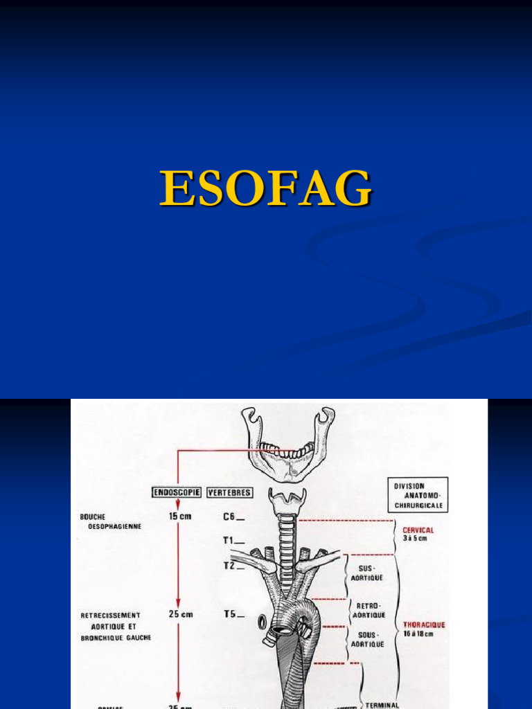 Esofag | PDF