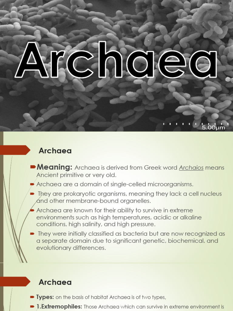 Archaea | PDF