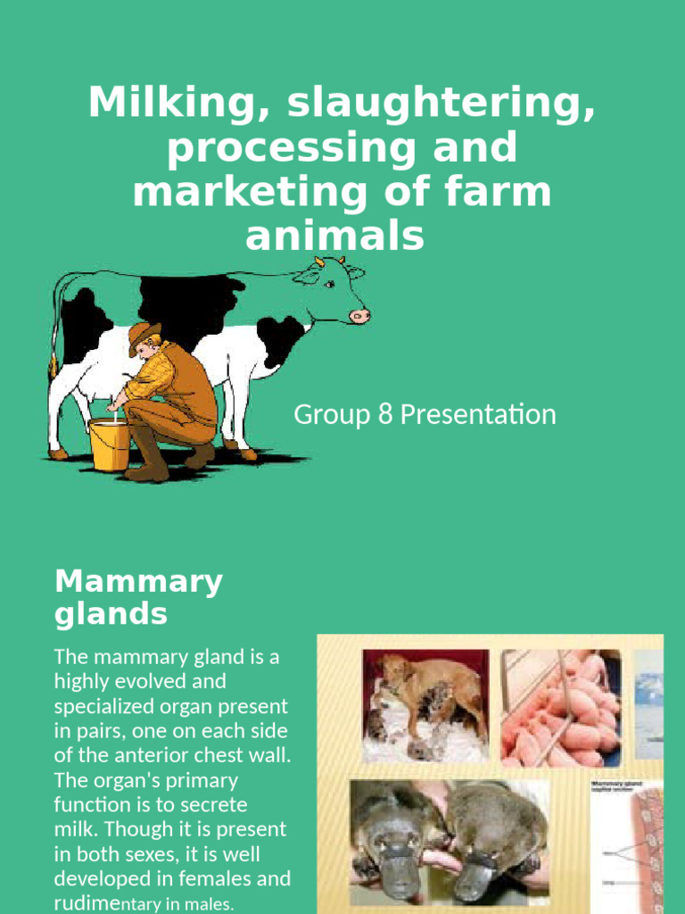 1d Milking Slaughtering Processing and Marketing of Farm Animals | PDF