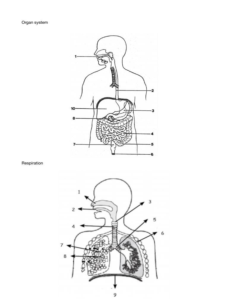 Exercise (respiratory, digestive, circulatory, plants) | PDF