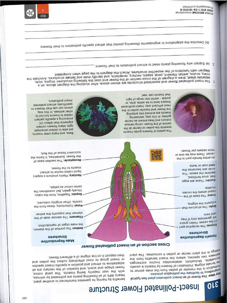 Handout 1 Insect Pollinated Flower Structure | PDF