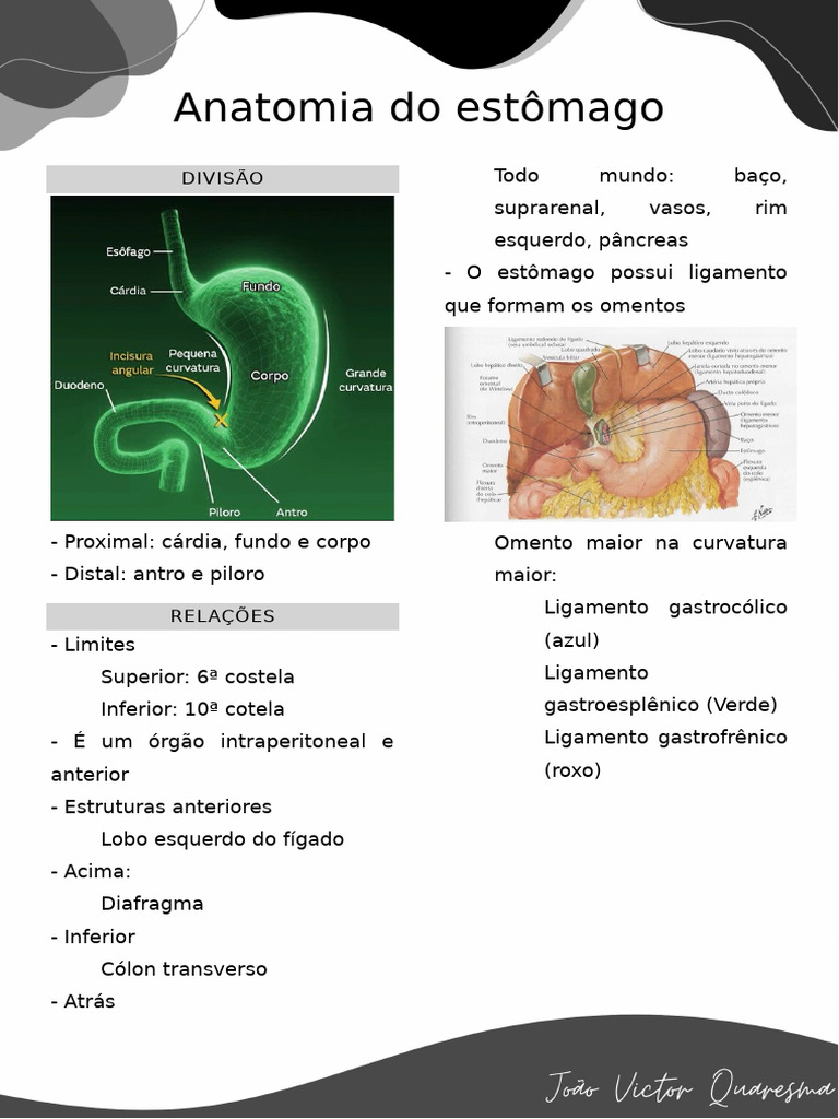 7 - Anatomia Do Estômago | PDF