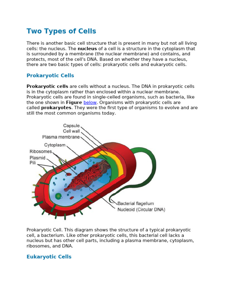 Two Types of Cells Prokaryotic Cellseukaryotic Cells | PDF