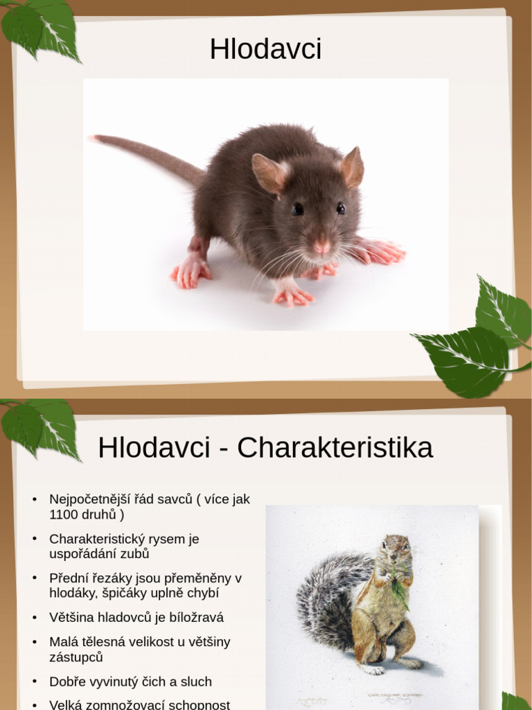 Hlodavci | PDF