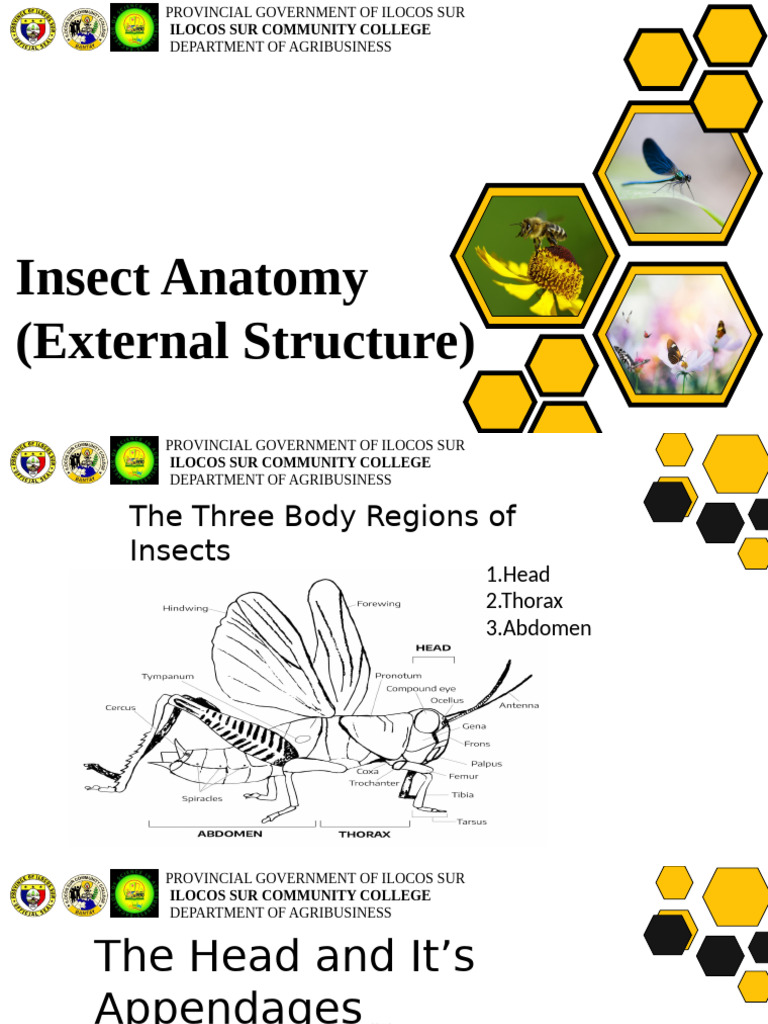 ENTOMOLOGY 1 INSECT Anatomy and Physiology External Structure | PDF