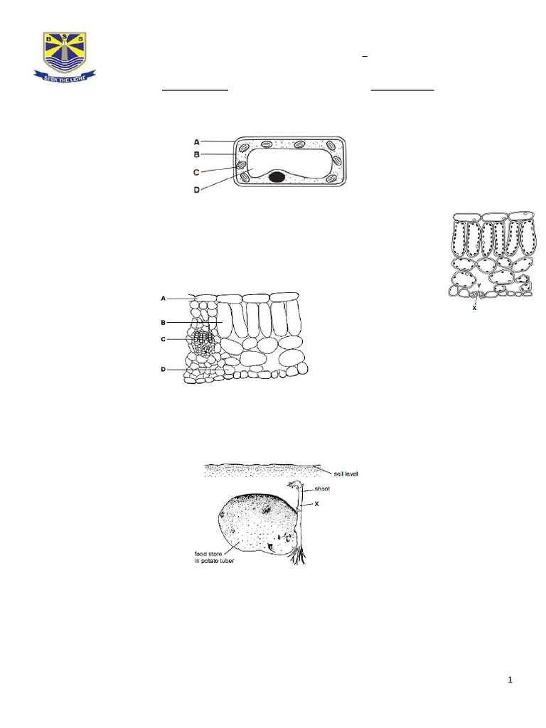 Transport Assignment Pdf