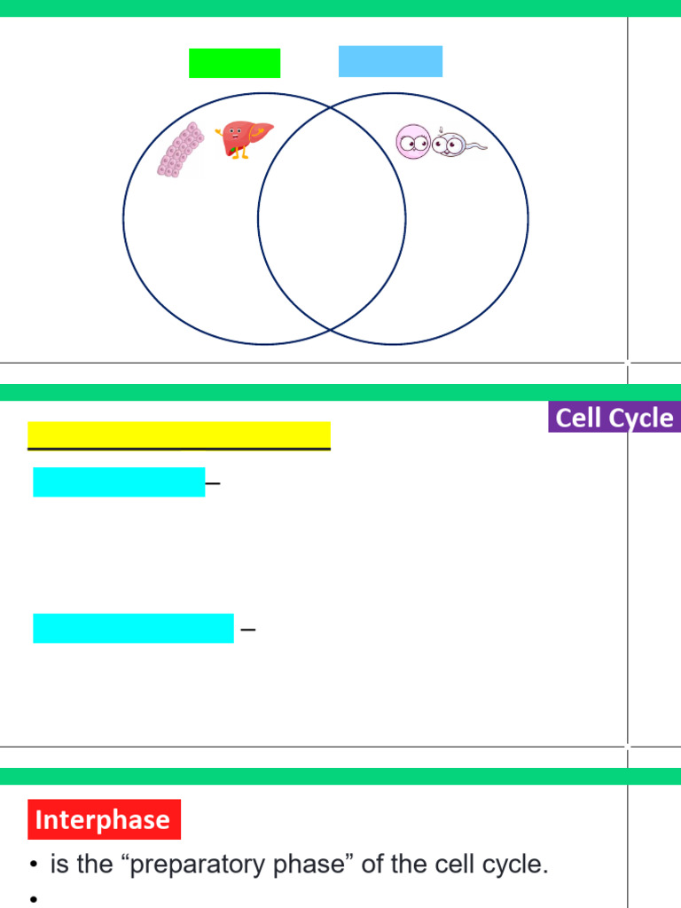 Lesson 9 - CELL CYCLE AND CHECKPT | PDF