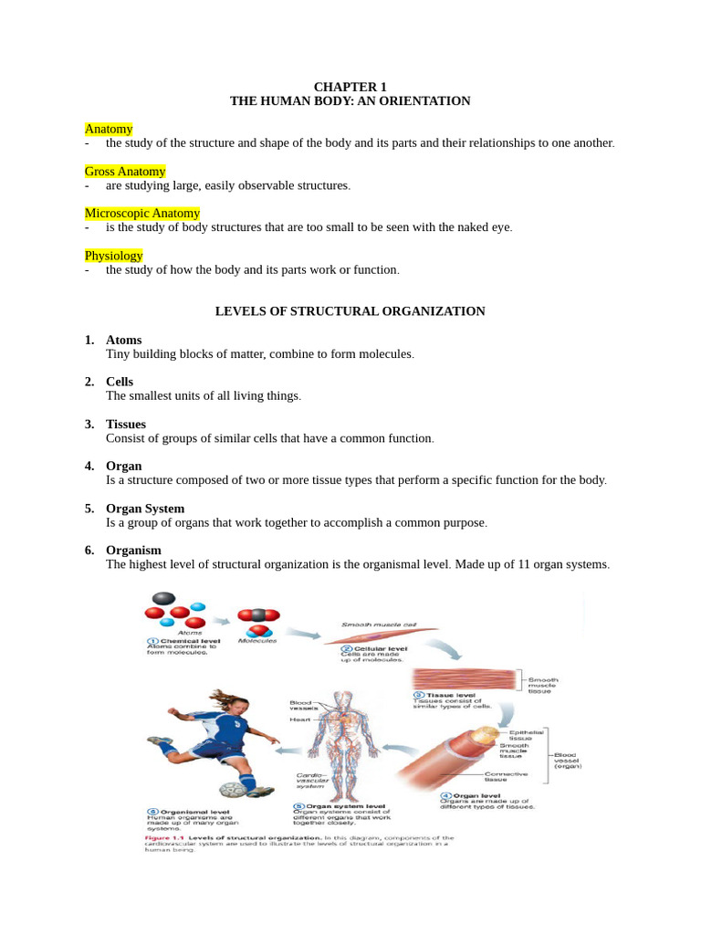 CHAPTER 1 ANATOMY AND PHYSIOLOGY | PDF