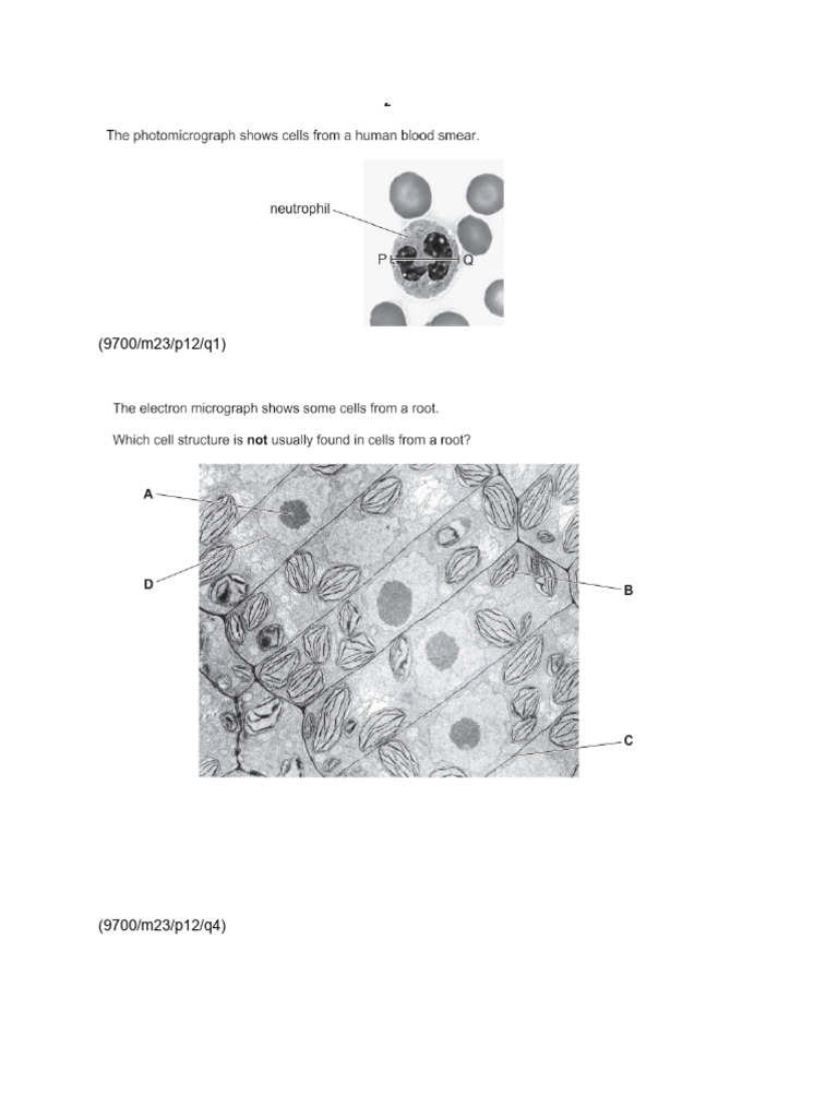Micrographs Compiled - Google Docs (By Ms Zuha) | PDF