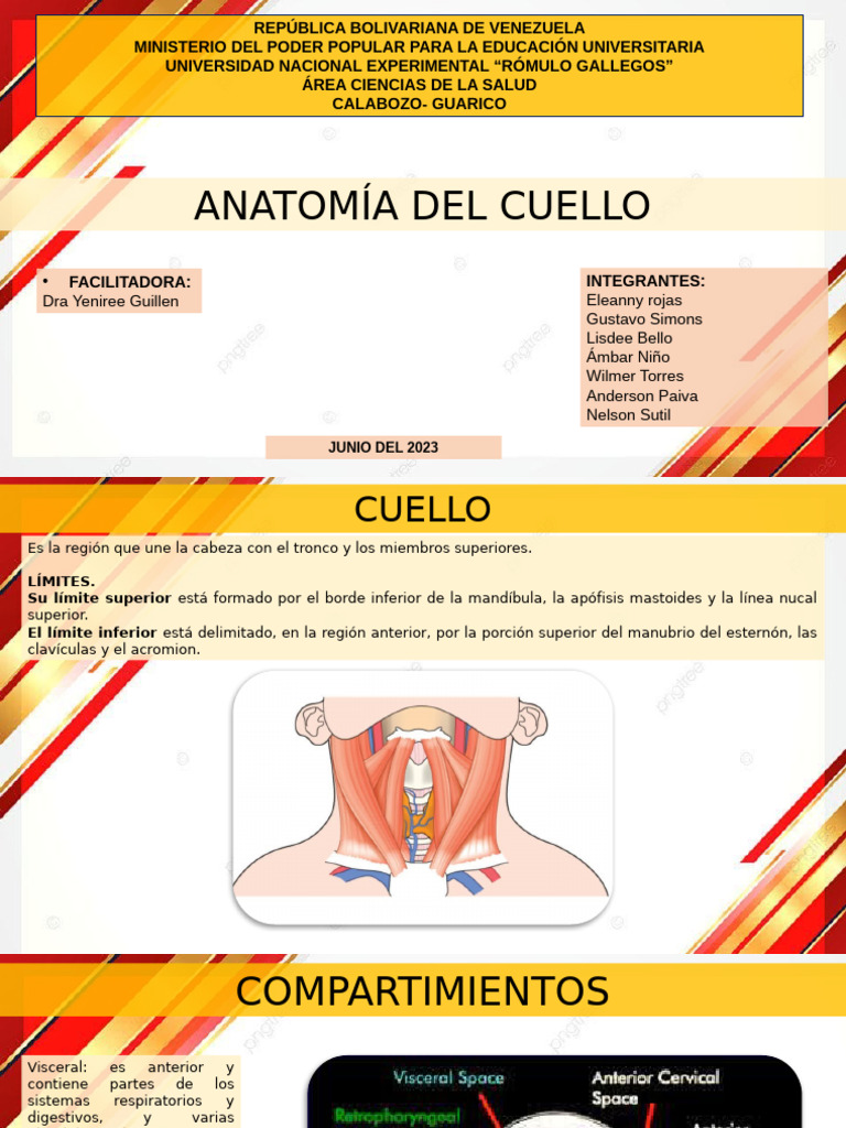 Anatomía Del Cuello. | PDF