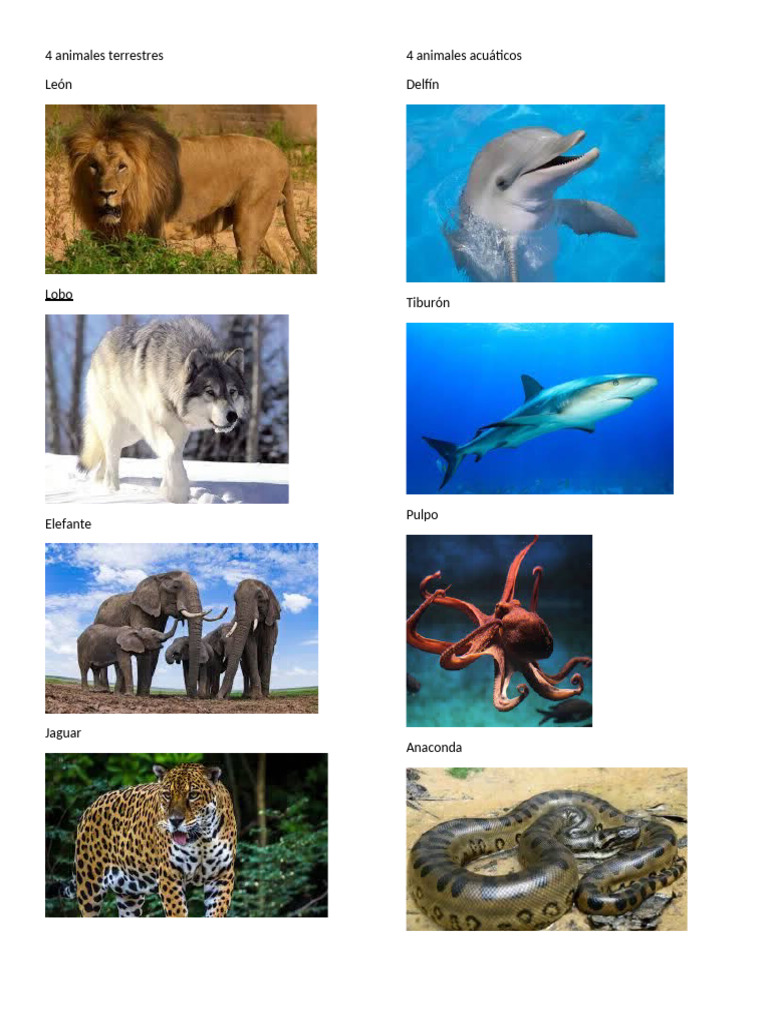 4 Animales Terrestres | PDF