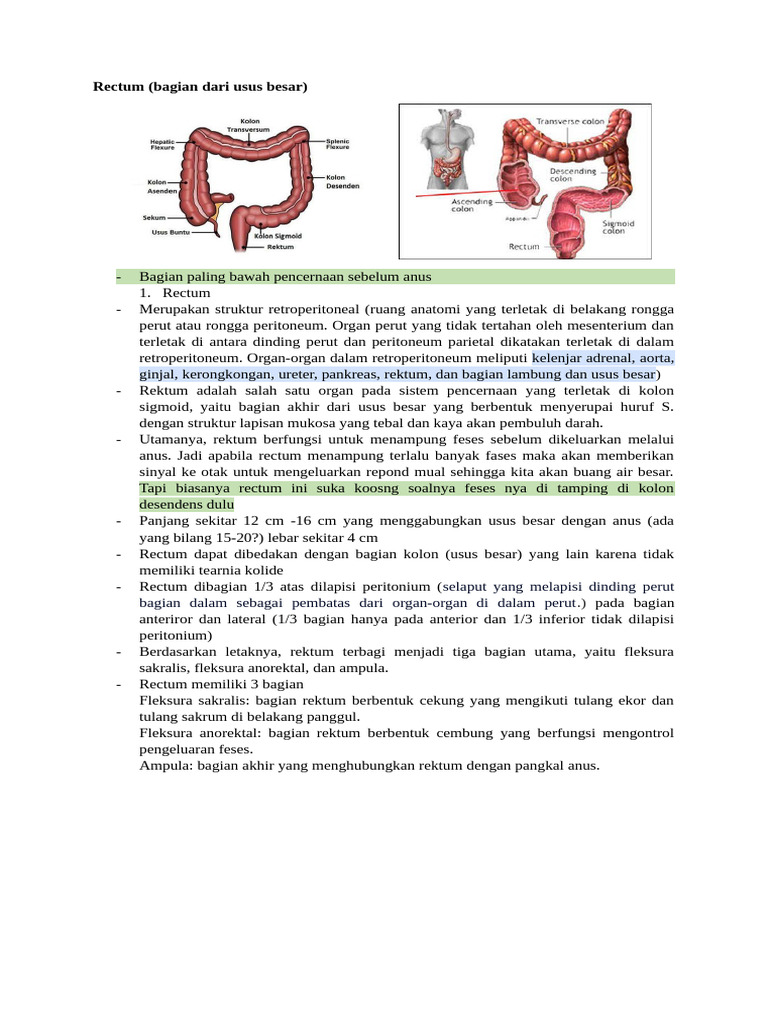 Anatomi Rektum Dan Anus | PDF