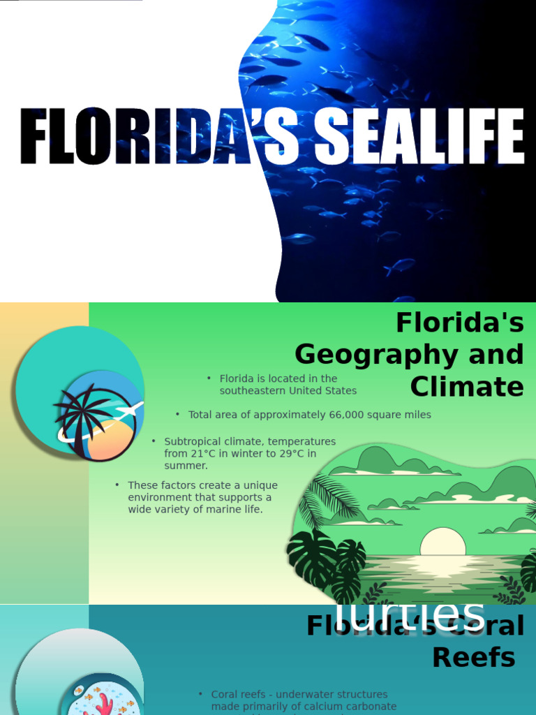 Florida's Sealife | PDF