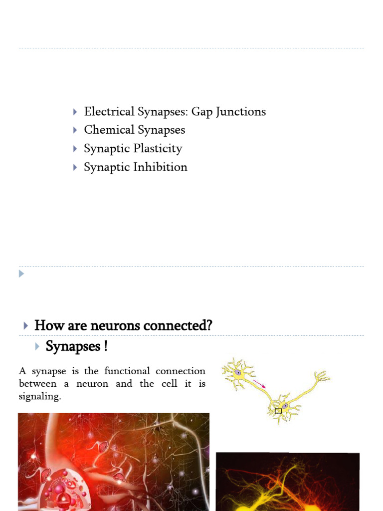 IV - Synapse-Neurotransmitters | PDF