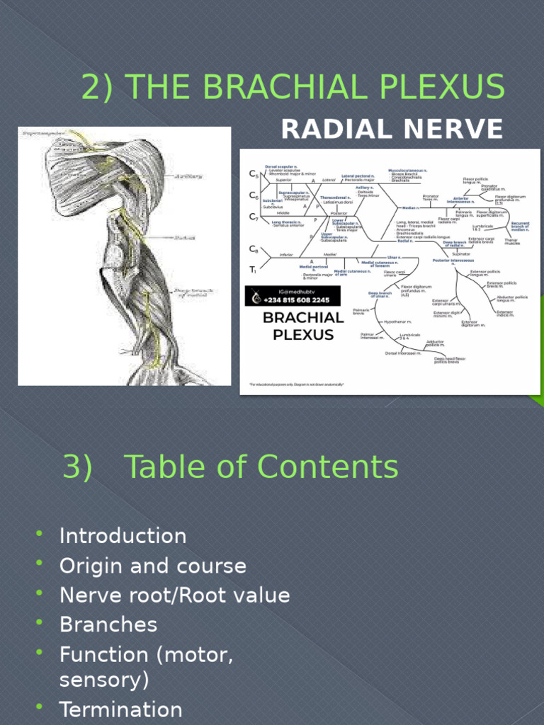 Radial Nerve Anatomy and Function | PDF | Arm | Science & Mathematics