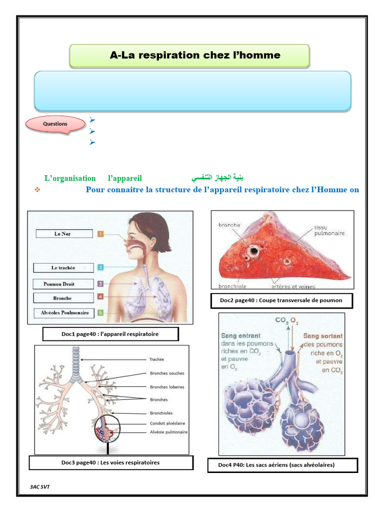 Respiration Chez L'homme 3ac | PDF