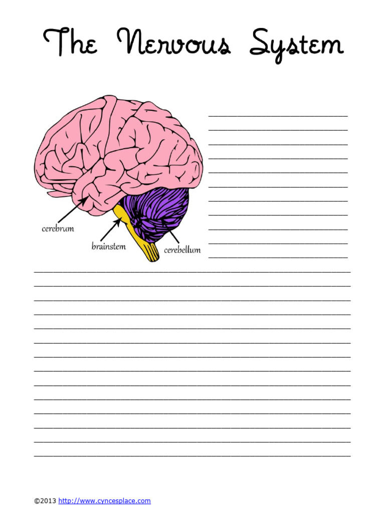 Anatomy - The Nervous System | PDF