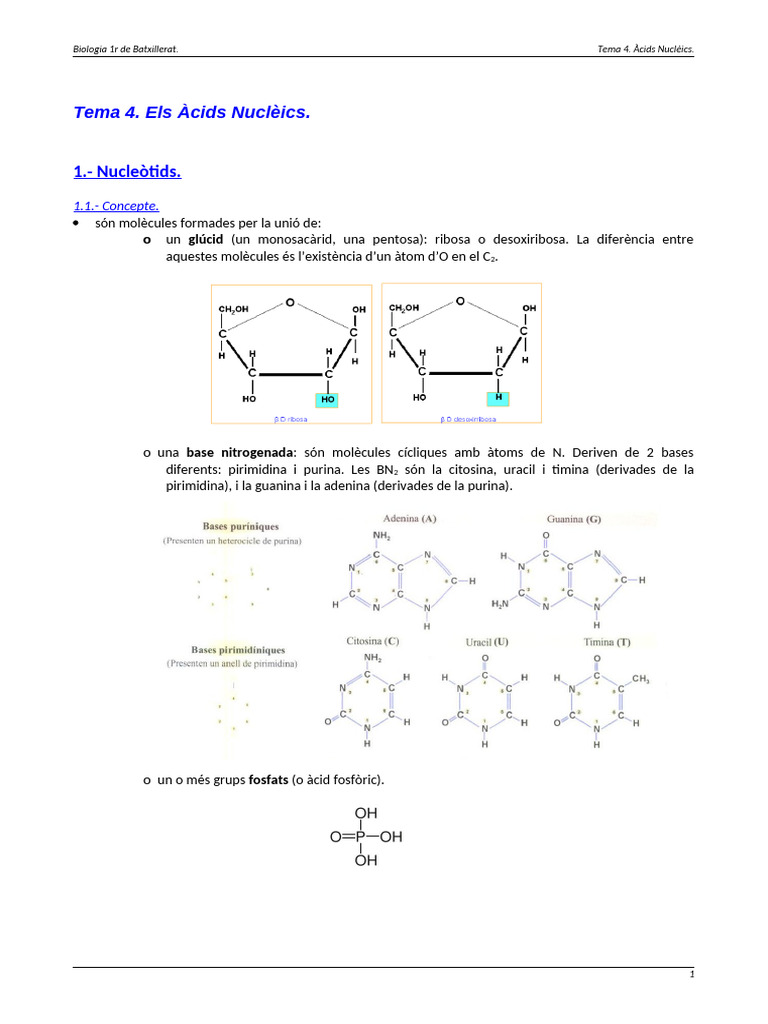 Apunts Àcids Nuclèics | PDF