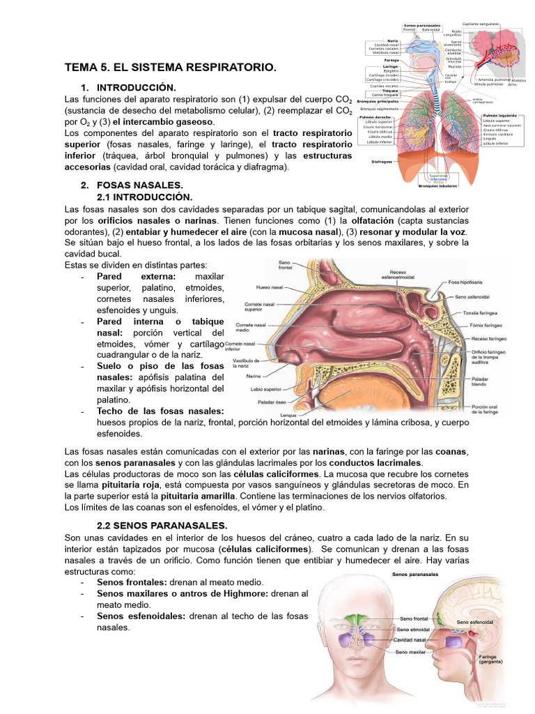 Tema 5. El Sistema Respiratorio. | PDF