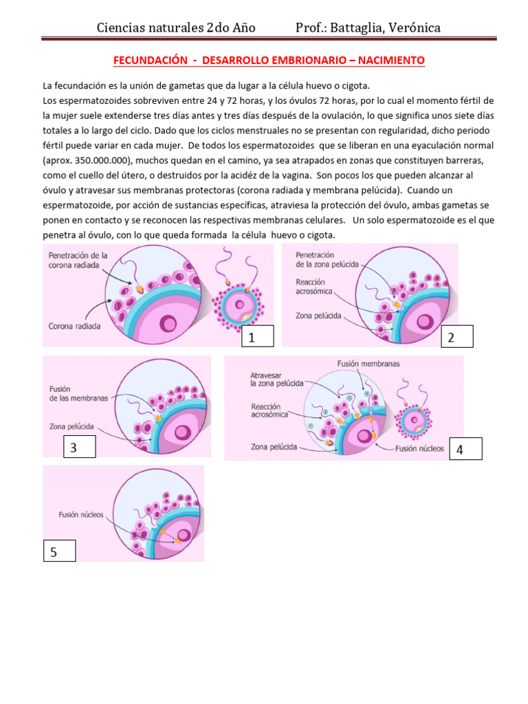 FECUNDACIÓN | PDF