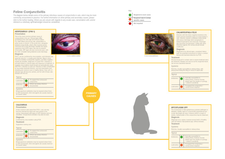 Feline Conjunctivitis | PDF