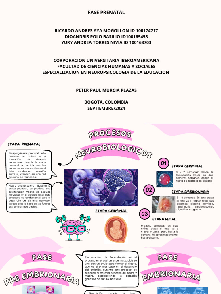 Mapa Mental Etapa Prenatal (1) | PDF