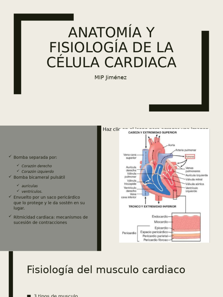 Anatomía y Fisiología de La Célula Cardiaca | PDF