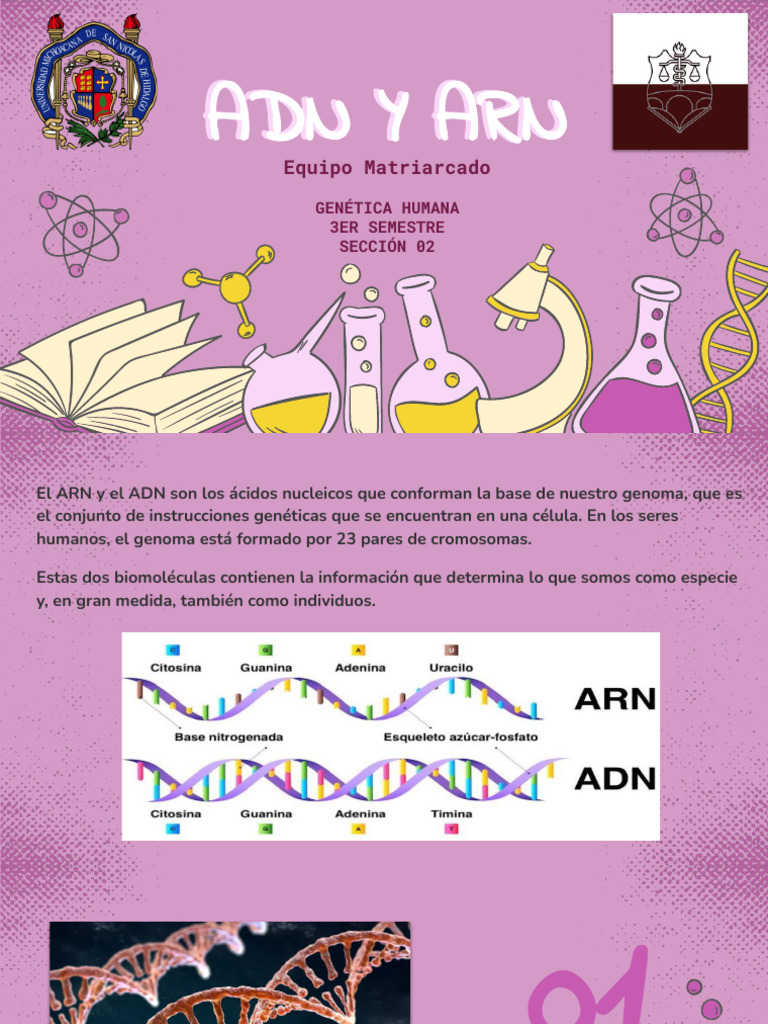 ADN Y ARN - Genética Humana | PDF | Rna | Adn