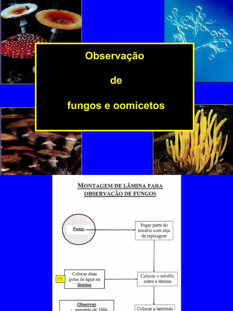 PRÁTICA 05 - Fungos e Oomicetos 2020 | PDF