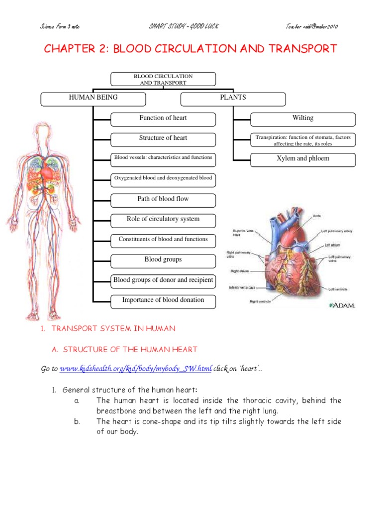 Chapter 2 Blood Circulation Doc2 | PDF | Heart | Circulatory System