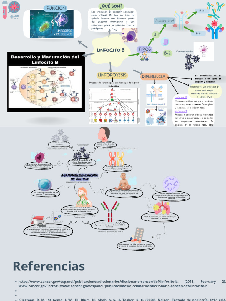 Linfocito B - 20240918 - 220526 - 0000 | PDF