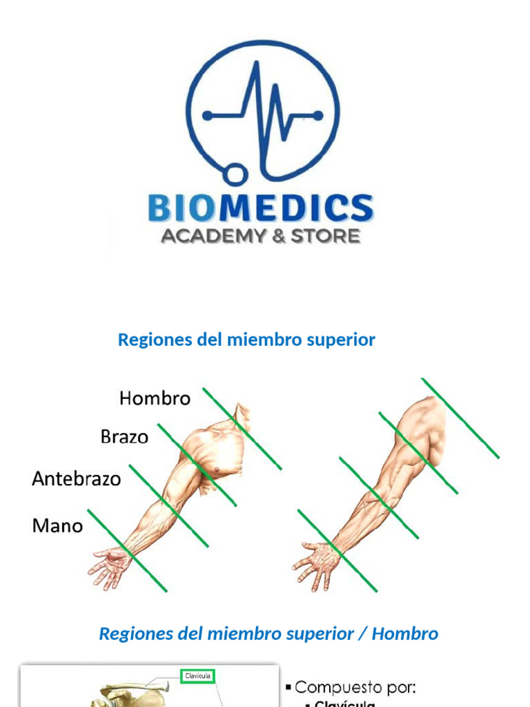 Anatomía Del Brazo | PDF | Sistema musculoesquelético | Extremidades ...