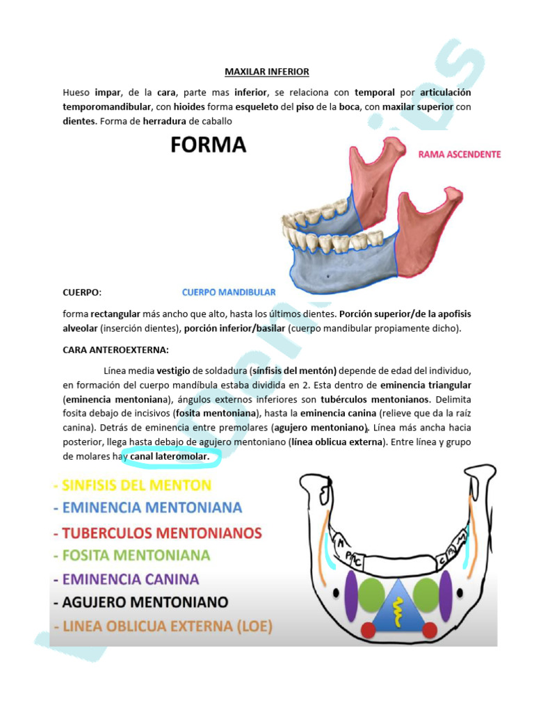 Maxilar Inferior | PDF