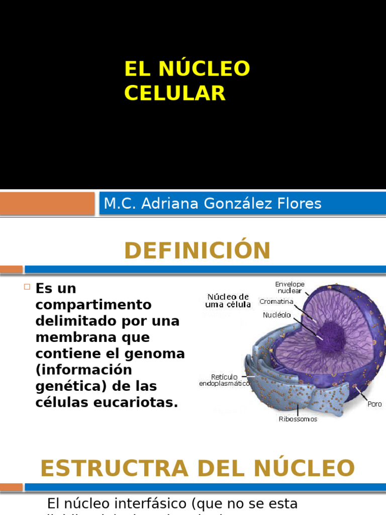 El Núcleo Celular | PDF
