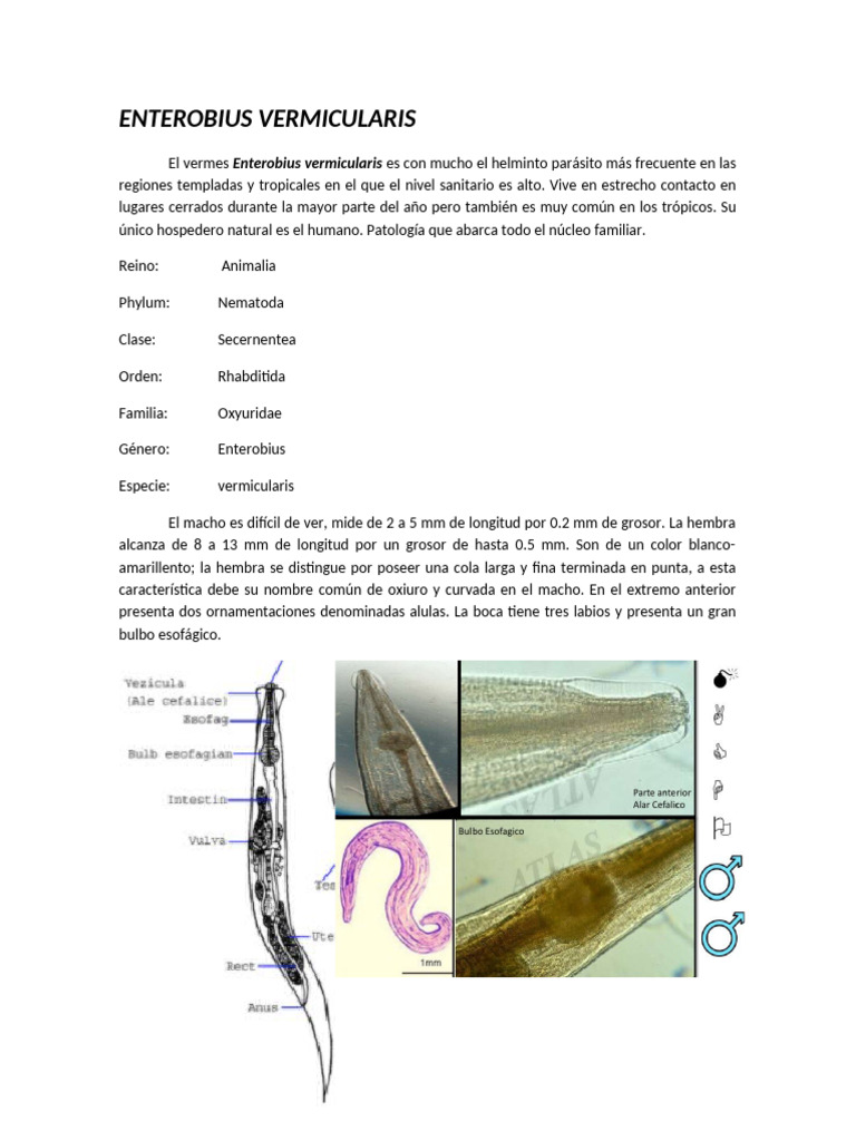 Enterobius Vermicularis | PDF