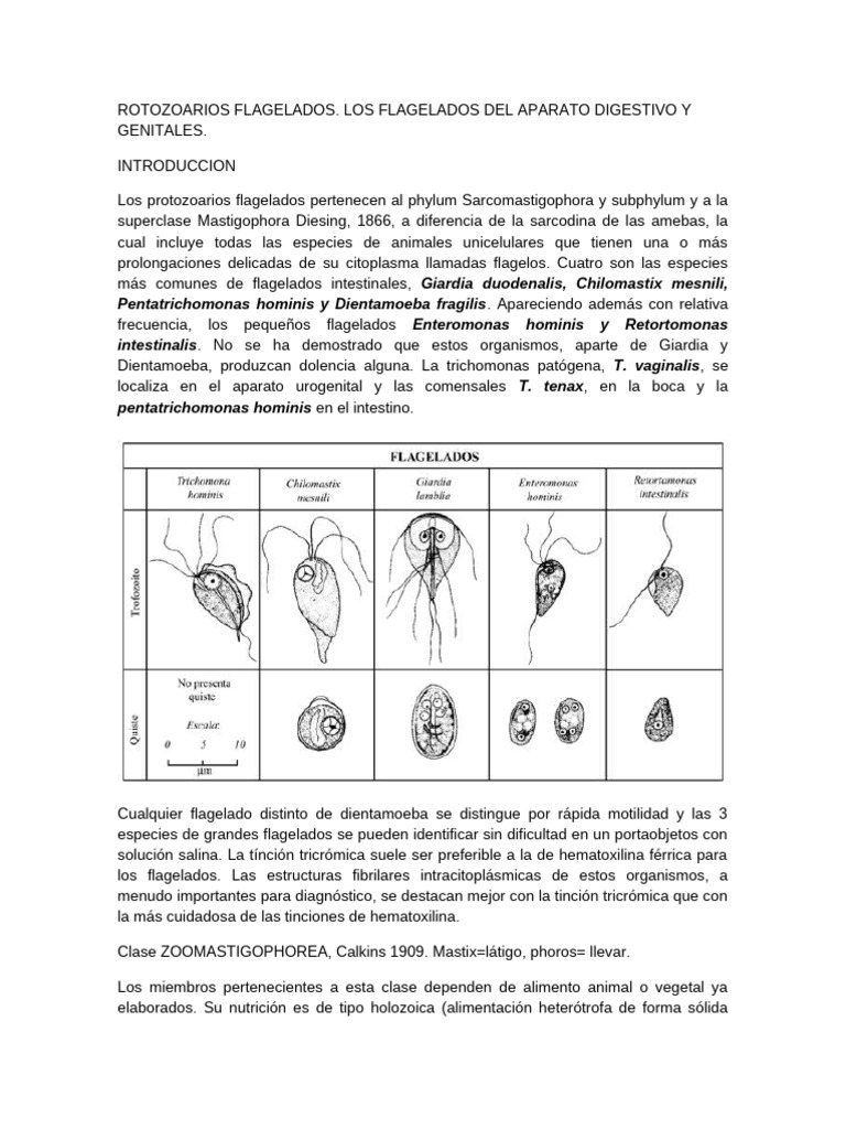 Protozoarios Flagelados | PDF