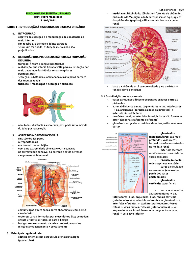 Fisiologia Do Sistema Urinario | PDF