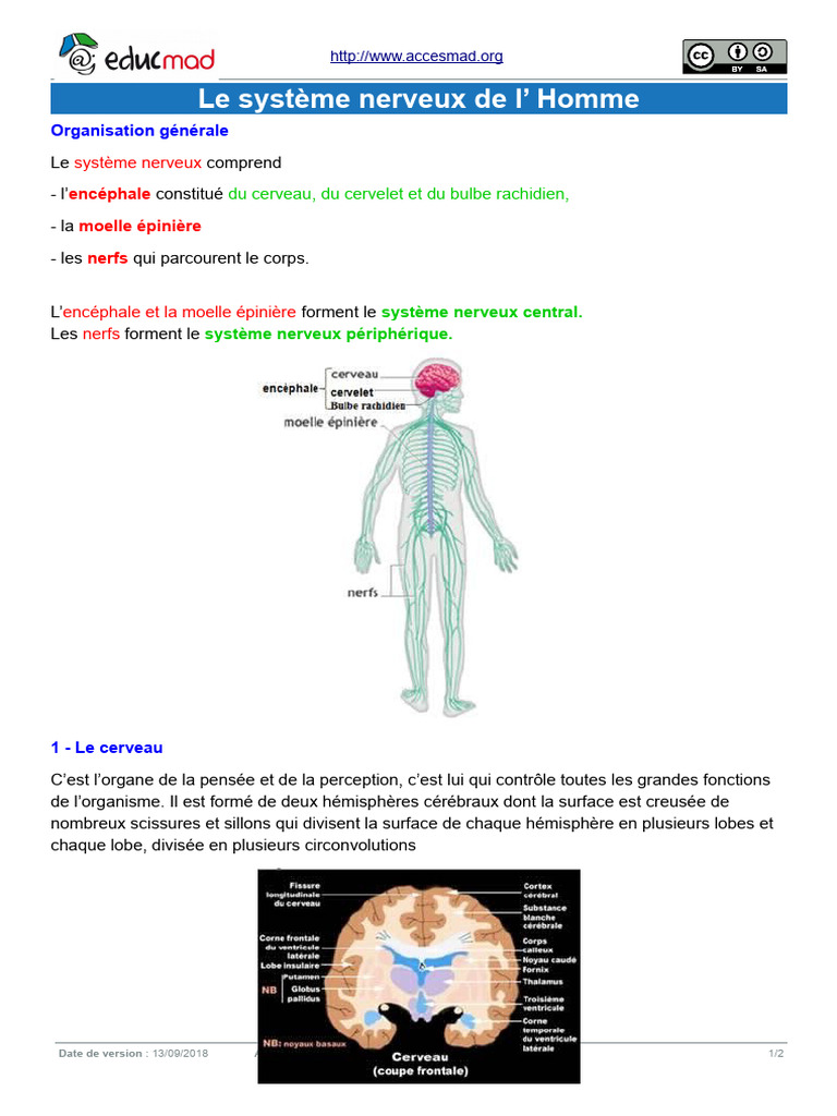 Le Système Nerveux de LHomme | PDF