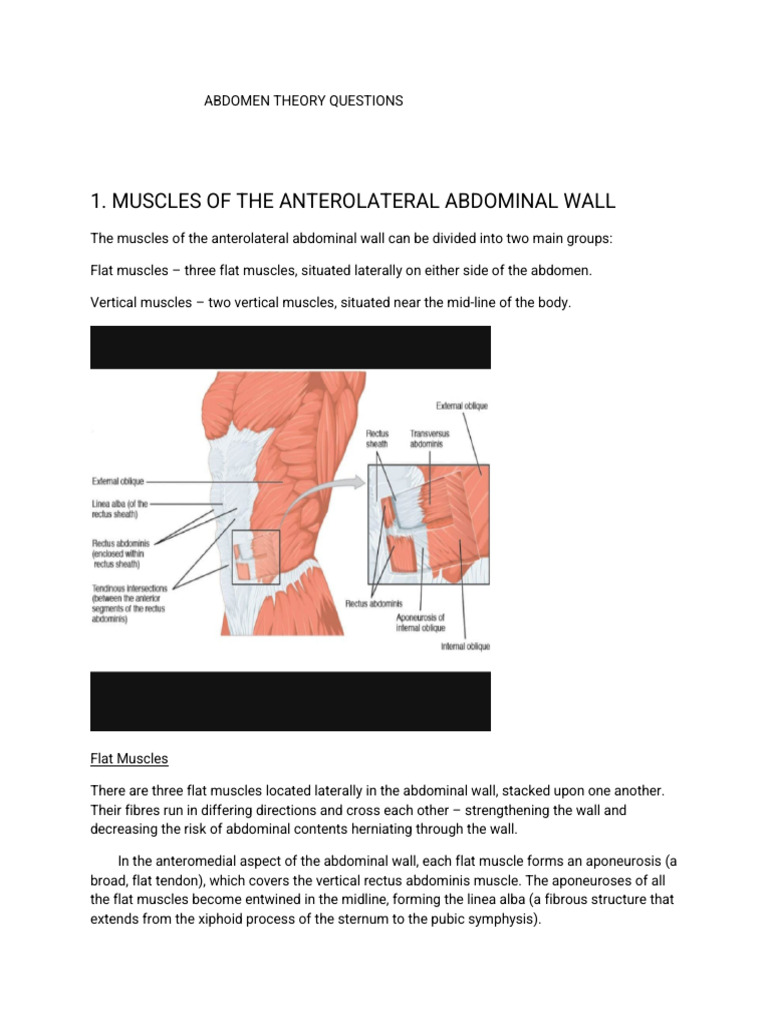 Abdomen Theory | PDF