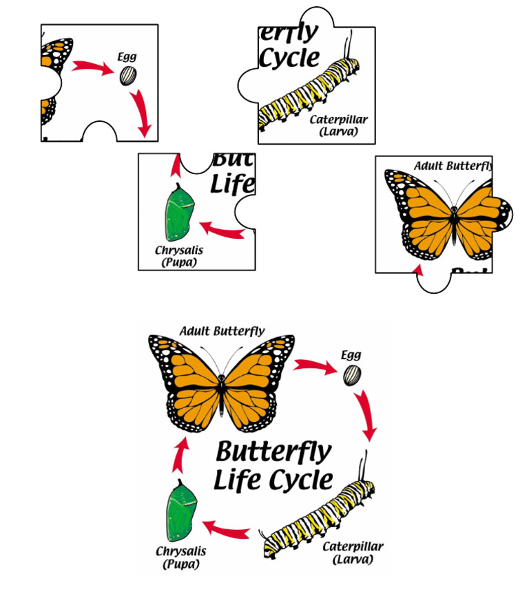 Butterfly Life Cycle | PDF