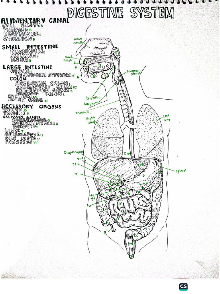 Illustration of the Digestive and Urinary System | PDF