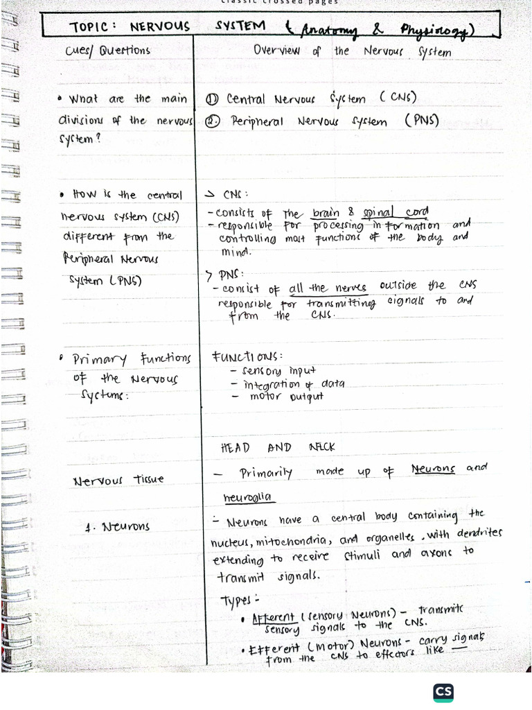 Cornell Notes (Nervous System Anatomy & Physiology) | PDF | Technology ...