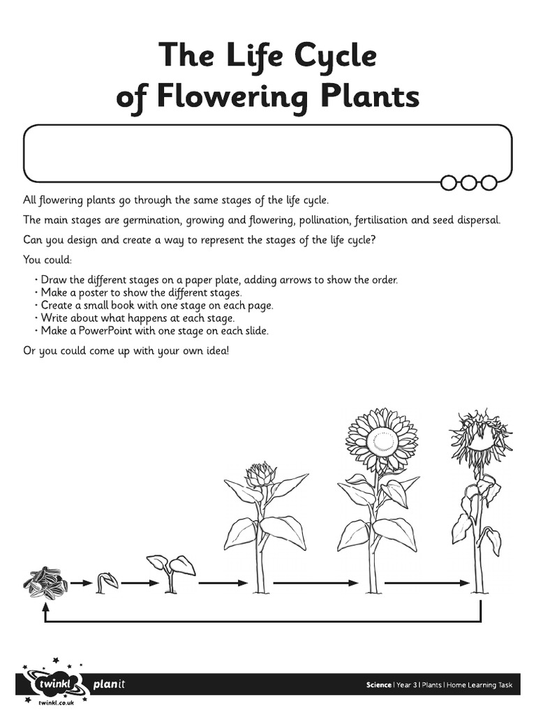 Activity Sheet The Life Cycle of Flowering Plants | PDF