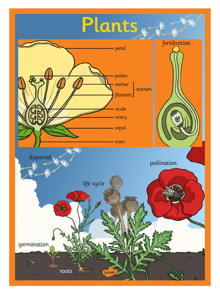 Plants Display Poster A4 | PDF