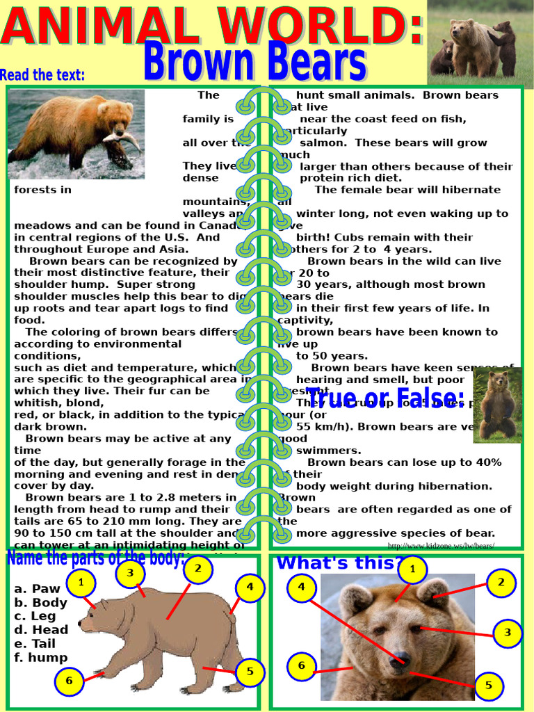 Animal World Bears Reading Comprehension Exercises 88345 | PDF