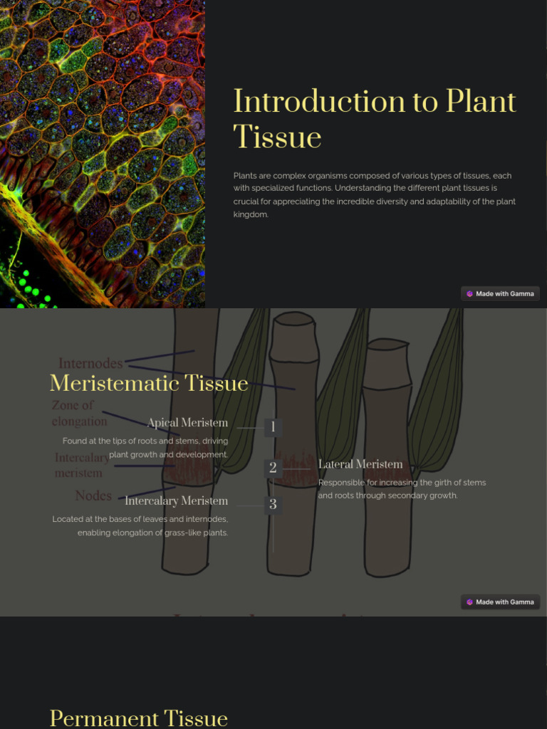 Introduction To Plant Tissue | PDF